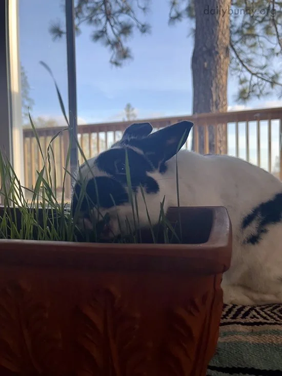 It's a Wheatgrass Feast! — The Daily Bunny
