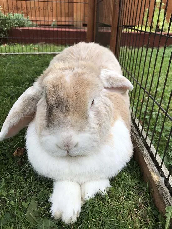 An Ode to Bunny's Paws — The Daily Bunny