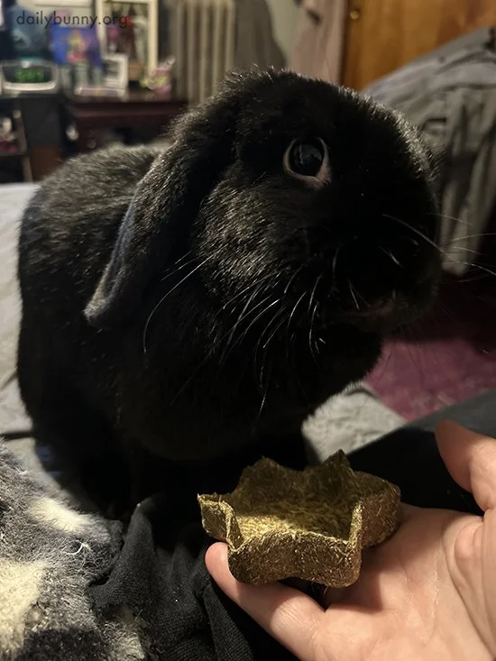 Bombastic Side Eye! Criminal Offensive Side Eye! — The Daily Bunny
