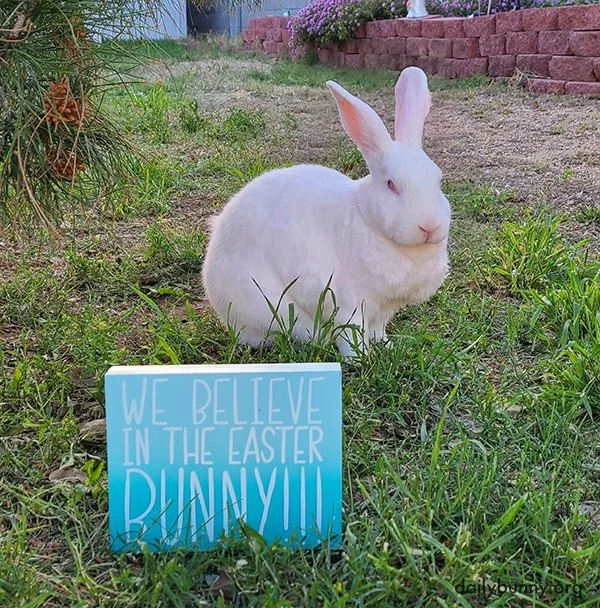 It's the Daily Bunny's Easter 2023 Mega-Post! — The Daily Bunny