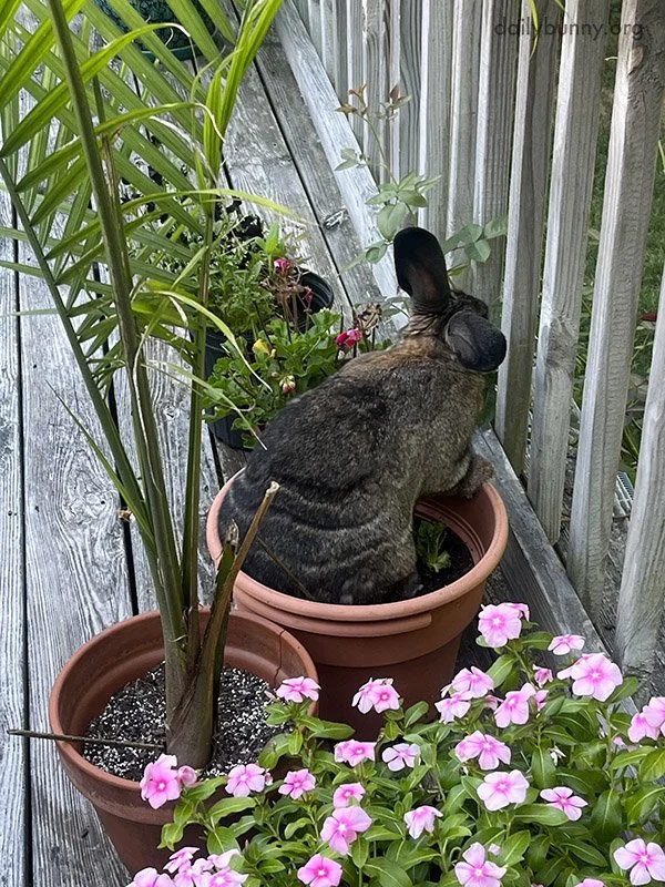 BRB, Gonna Plant Some Bunnies — The Daily Bunny