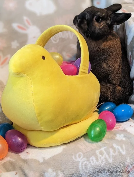 It's the Daily Bunny's Easter 2023 Mega-Post! — The Daily Bunny