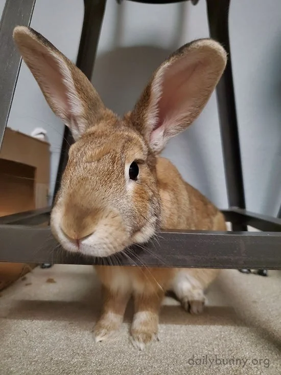 What Velvety Ears and a Boopable Nose You Have, Bunny! — The Daily Bunny