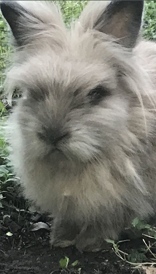 DISAPPROVAL — The Daily Bunny