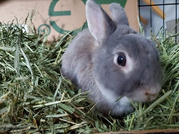 I Can't Believe You've Been Holding Out on Me, Human — The Daily Bunny