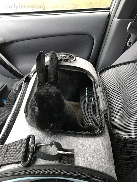 Where to Next, Bunny? — The Daily Bunny
