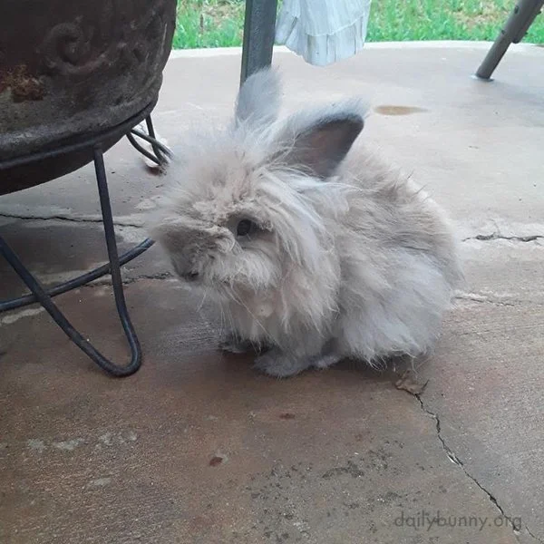 No Haircut! I Like It Like This! — The Daily Bunny