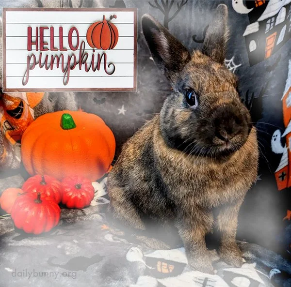 It's the Daily Bunny's Halloween 2023 Mega-Post! — The Daily Bunny