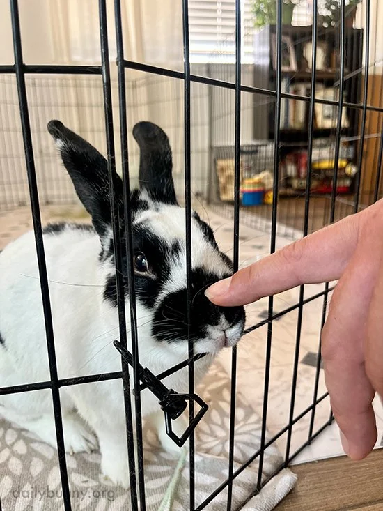Anyone Else Want to Boop Bunny's Snoot? — The Daily Bunny