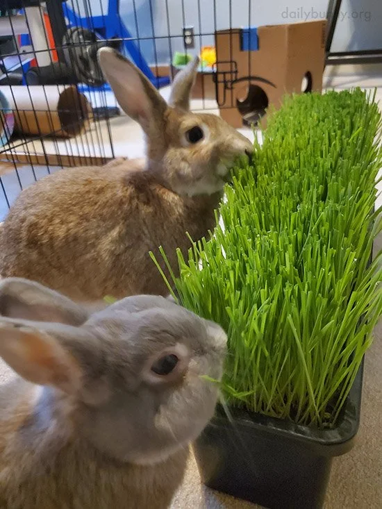 The Little Lawnmowers — The Daily Bunny