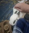 A One-Hand Bunny — The Daily Bunny