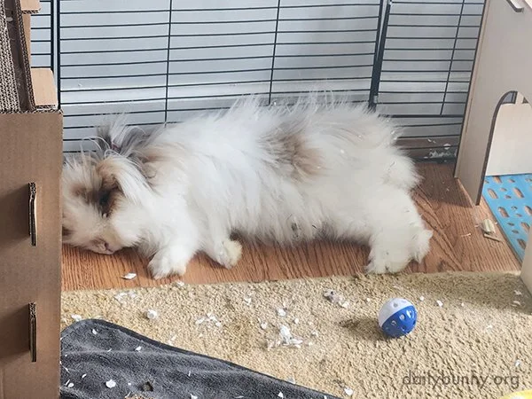 I Didn't Know Dust Bunnies Actually Had Paws — The Daily Bunny
