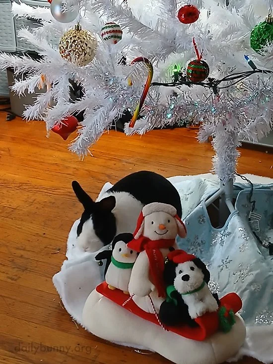 It's the Daily Bunny's Christmas 2025 Mega-Post! — The Daily Bunny