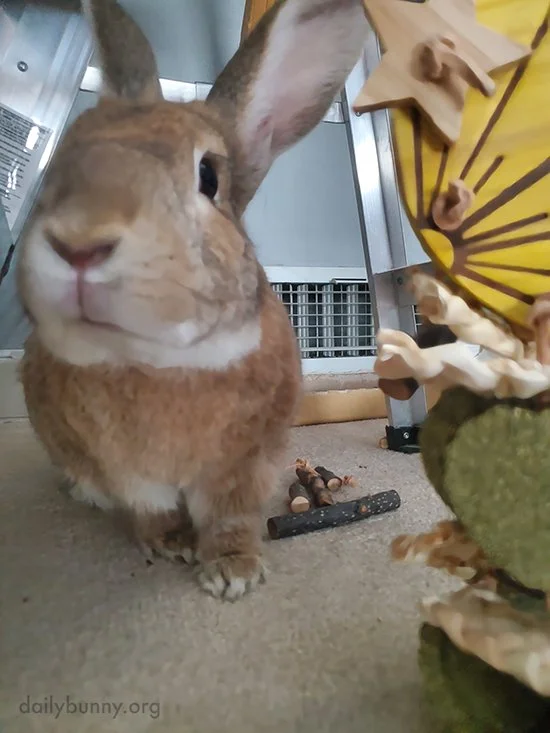 Model Bunny Works That Camera — The Daily Bunny