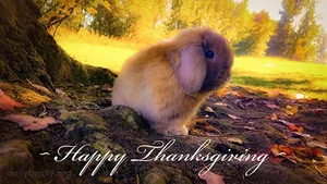 Bunnies Wish You a Happy Thanksgiving — The Daily Bunny