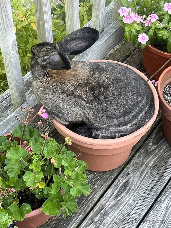 BRB, Gonna Plant Some Bunnies — The Daily Bunny