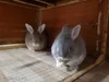 Human Has Interrupted Bunnies' Scheming — The Daily Bunny
