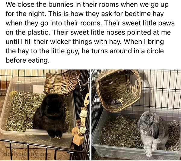 Bunnies' Bedtime Routine — The Daily Bunny