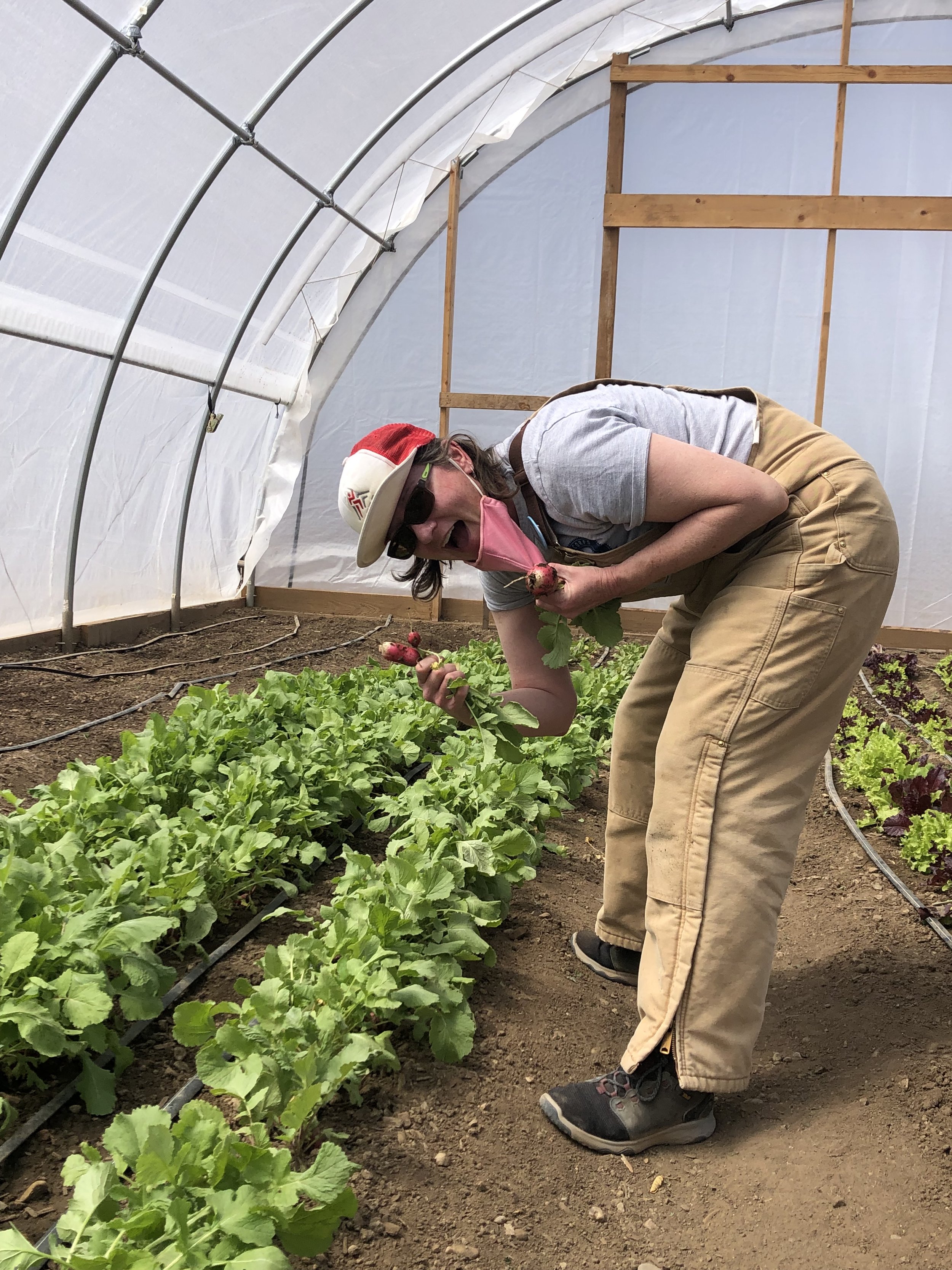 DreamTree Project — Enchanted Circle Corps