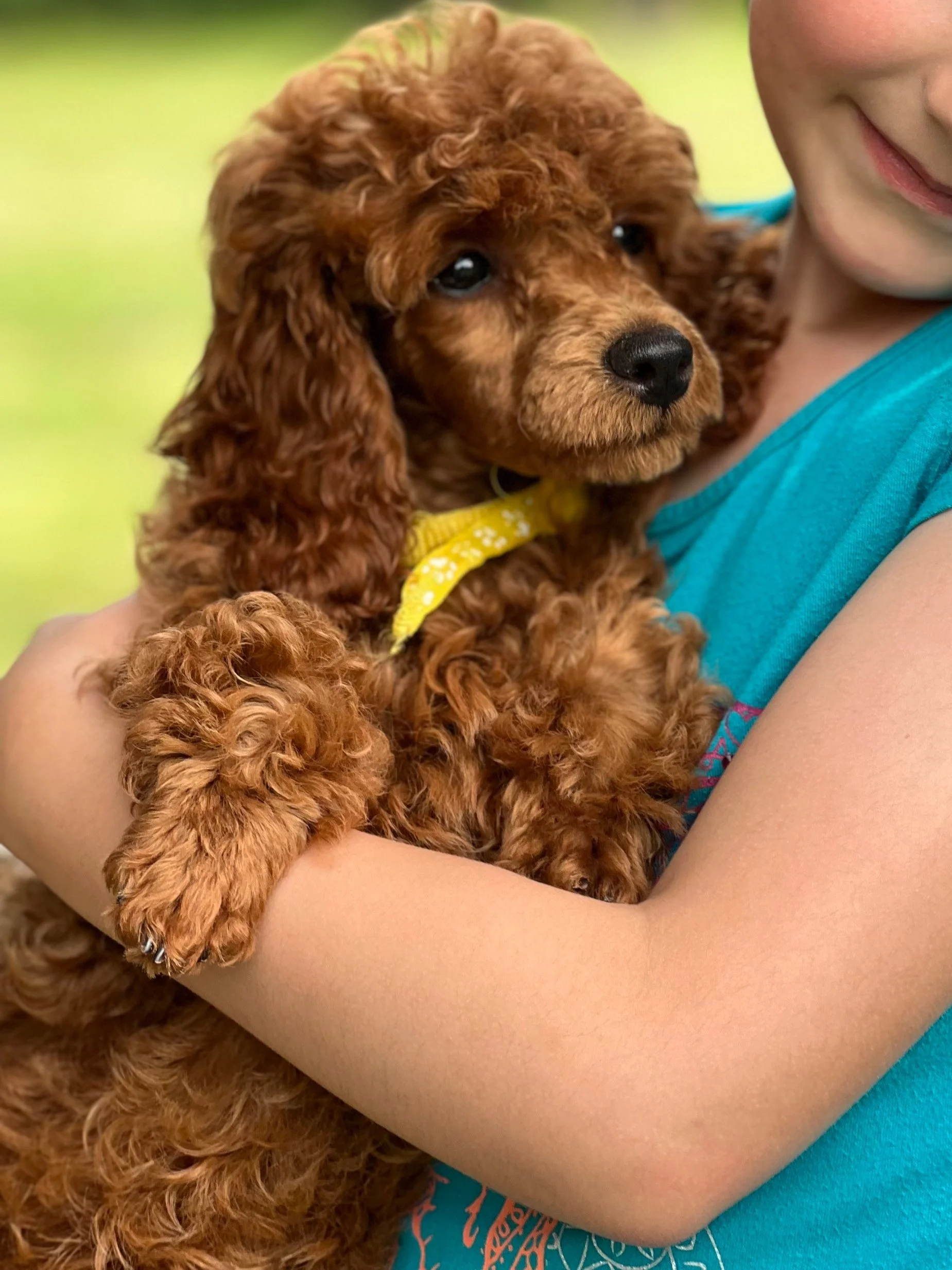 Toy Poodle Red