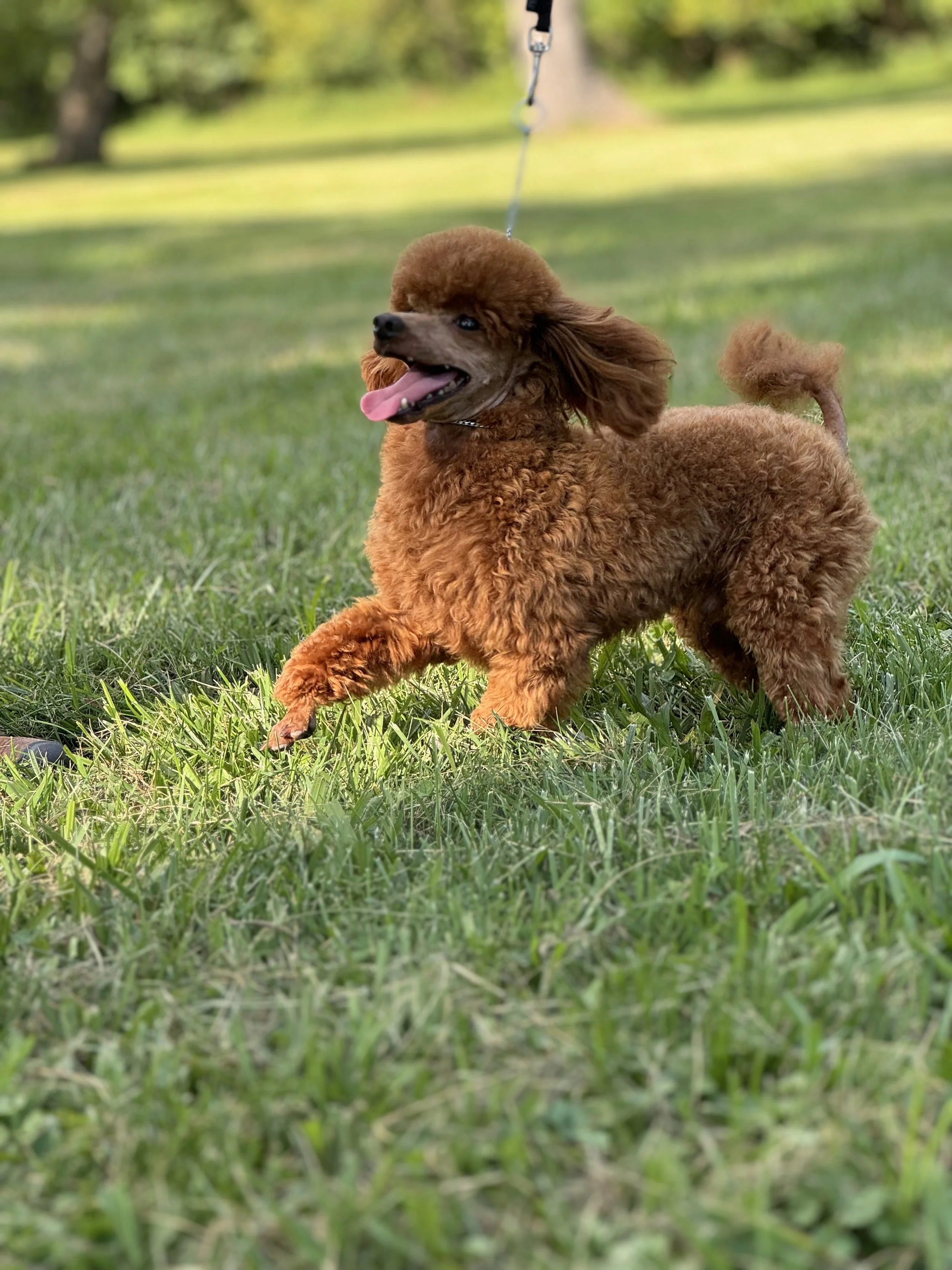 Our Toy & Mini Parents — Stonewick Poodles