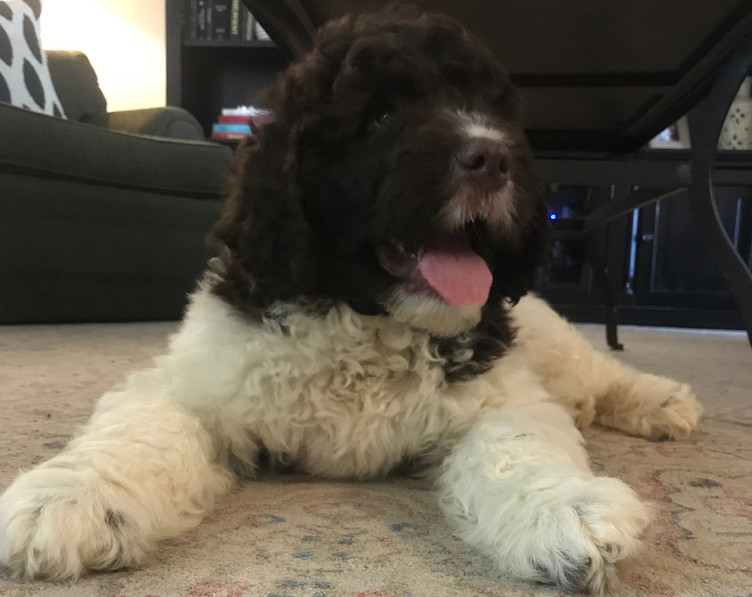 Reviews - Read Testimonials from Crockett Doodles Puppy Owners