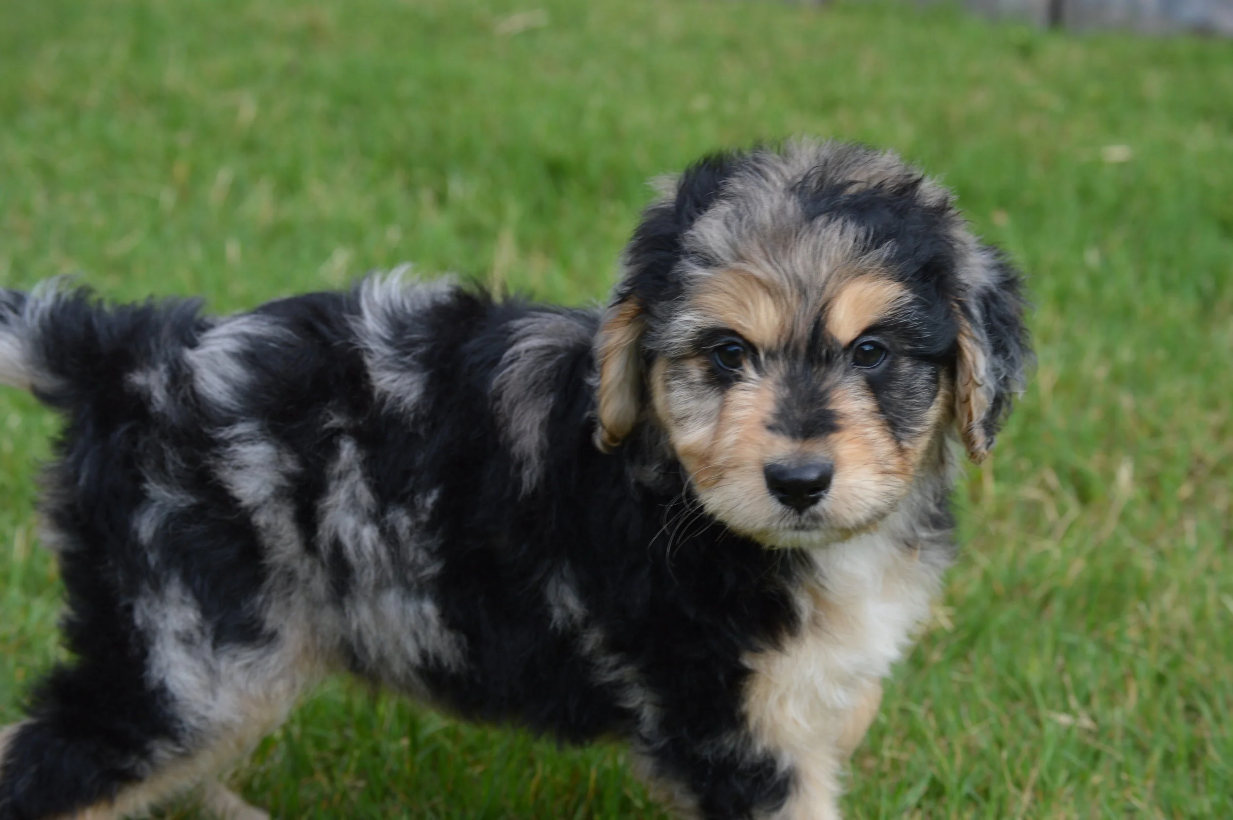 Crockett Doodles - Family Raised Doodle Puppies for Sale