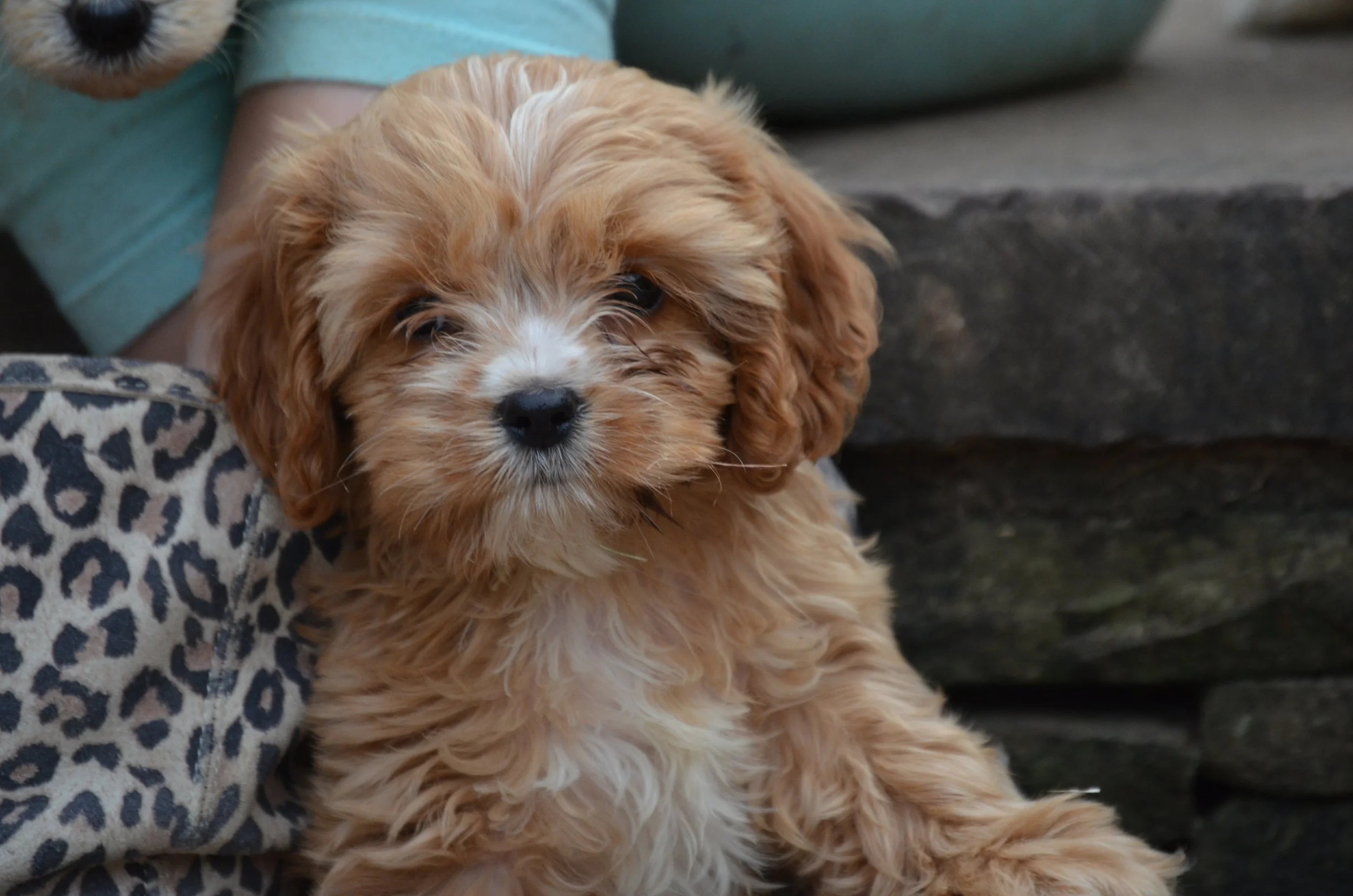 Crockett Doodles - Family Raised Doodle Puppies for Sale
