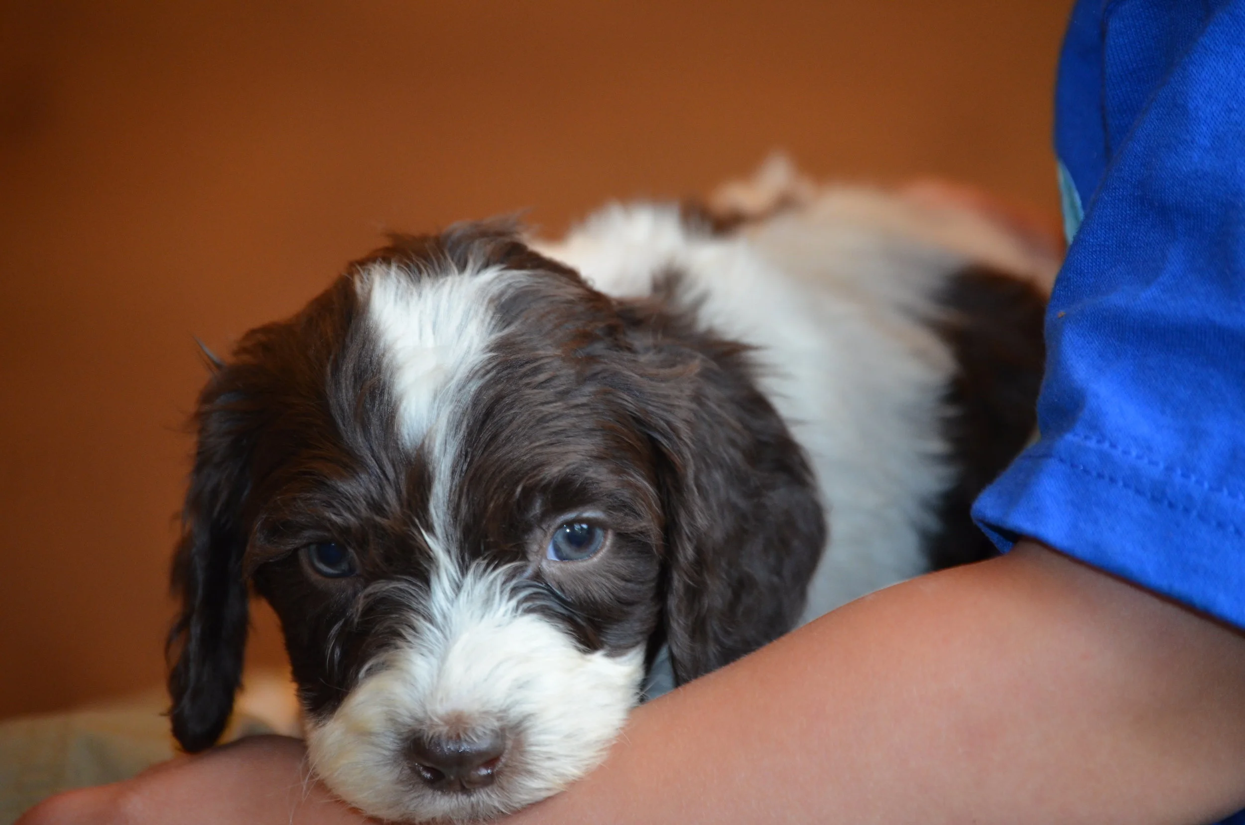 Crockett Doodles - Family Raised Doodle Puppies for Sale