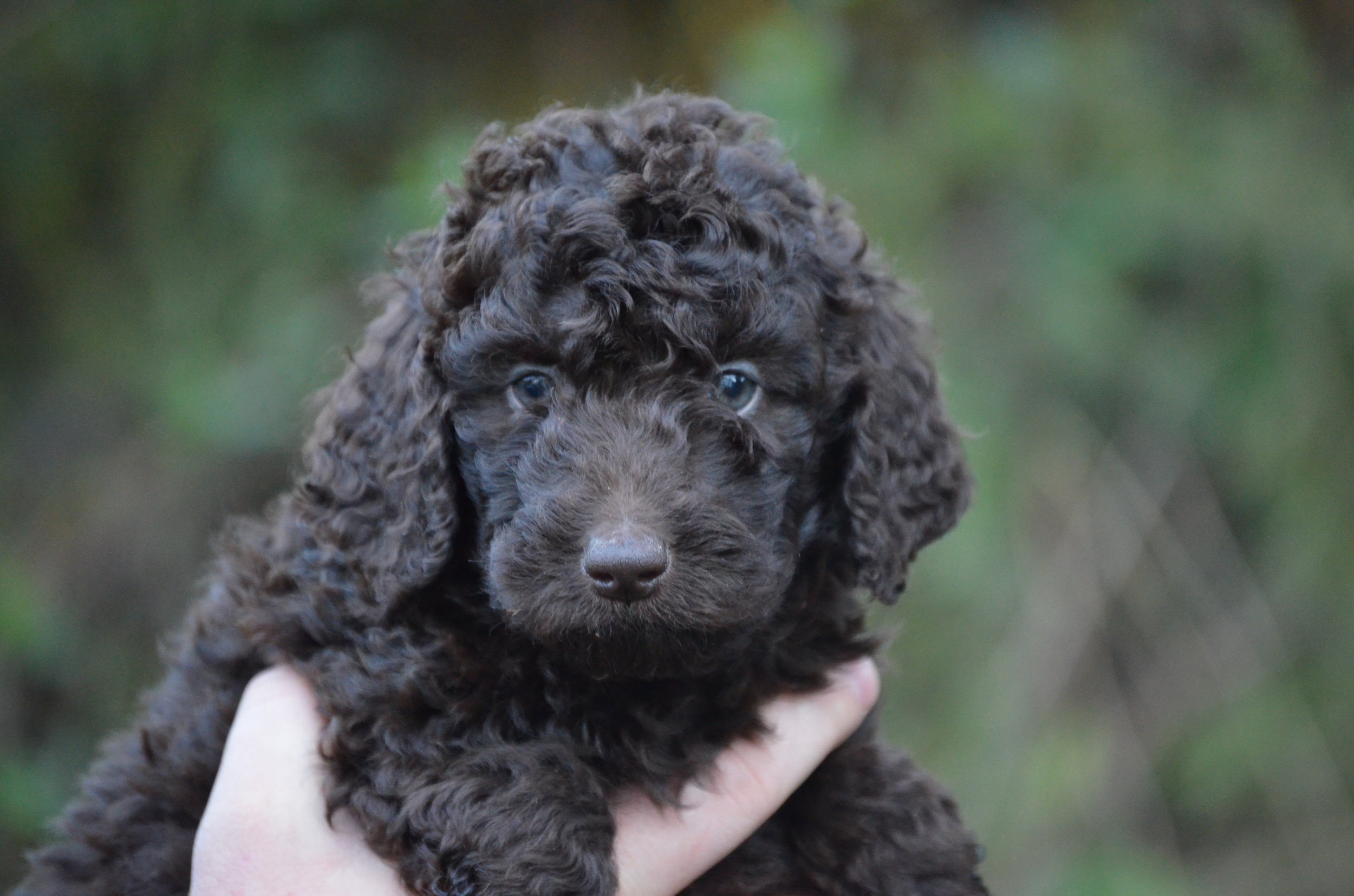 Medium Labradoodles