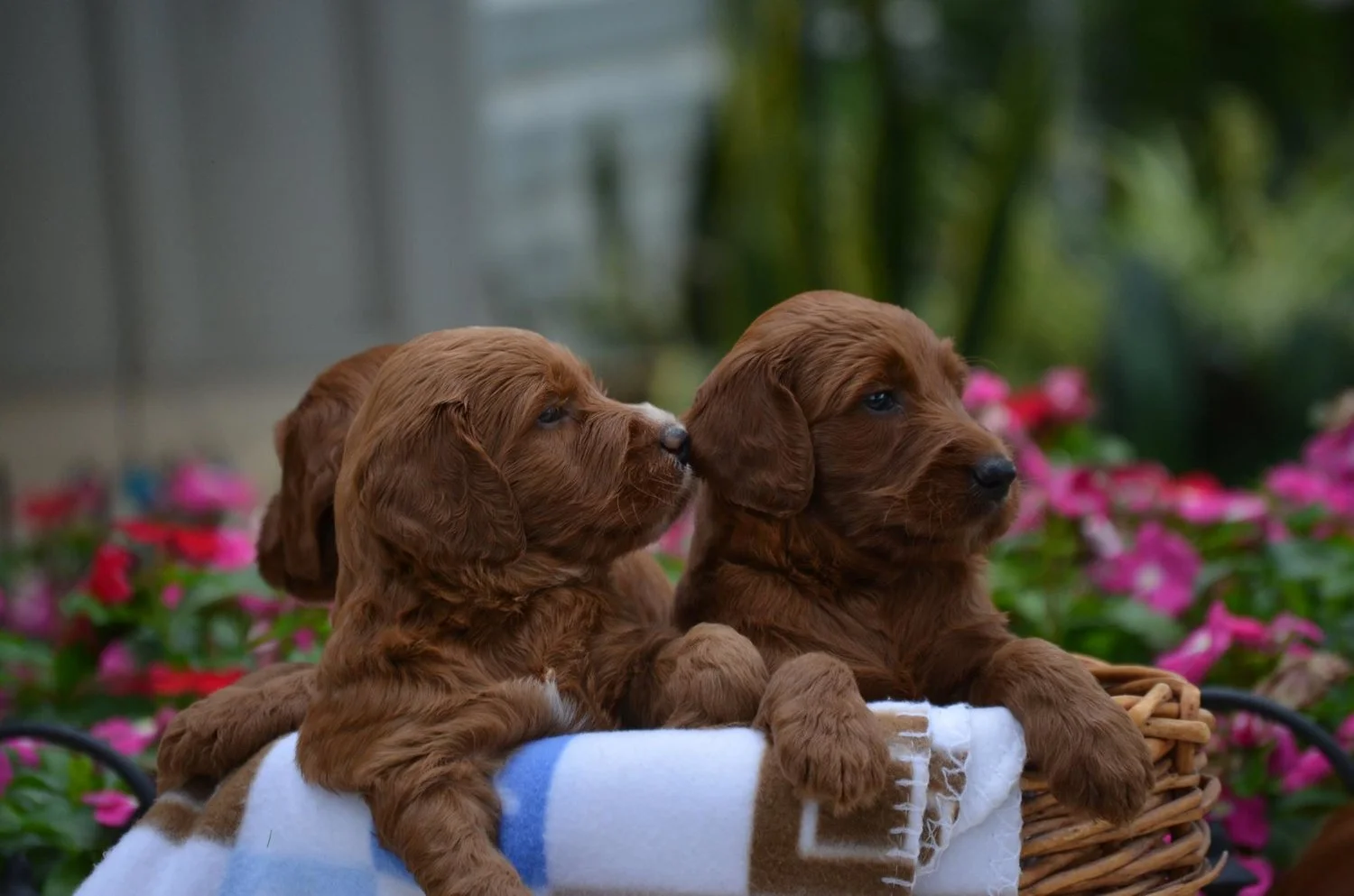 Our Story - How Crockett Doodles Began