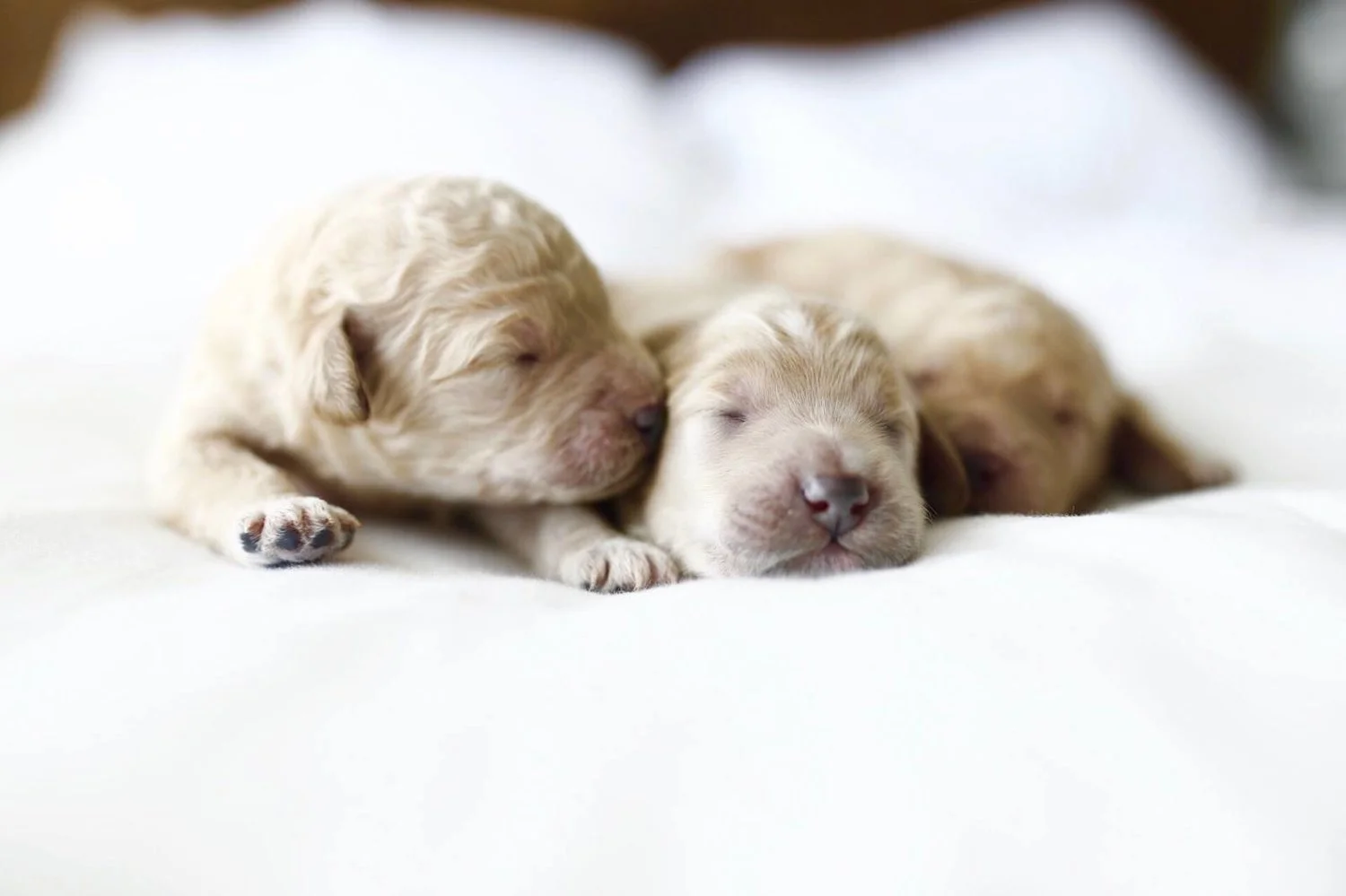 Crockett Doodles - Family Raised Doodle Puppies for Sale