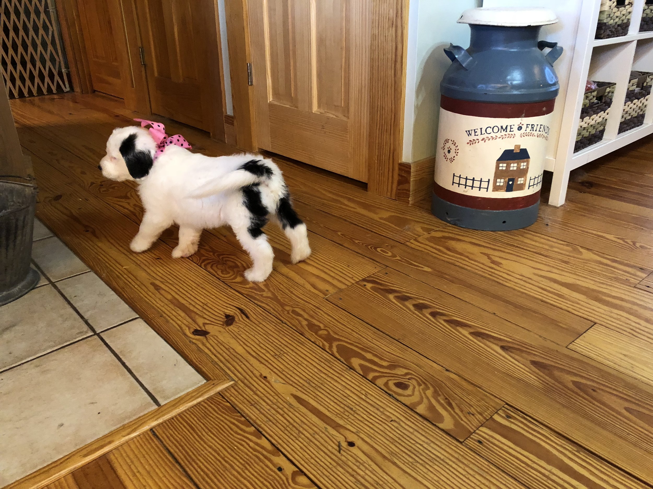 Mini Saint Berdoodle puppies - Crockett Doodles