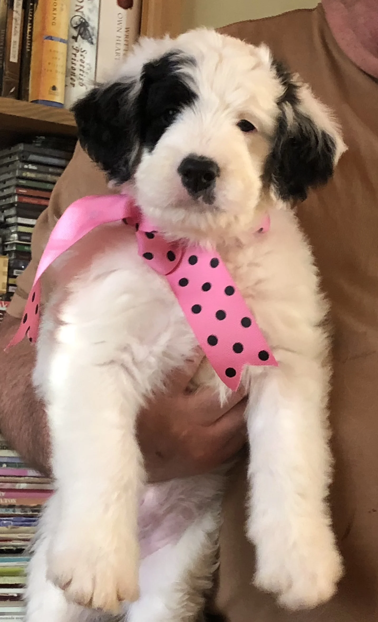 Mini Saint Berdoodle puppies - Crockett Doodles