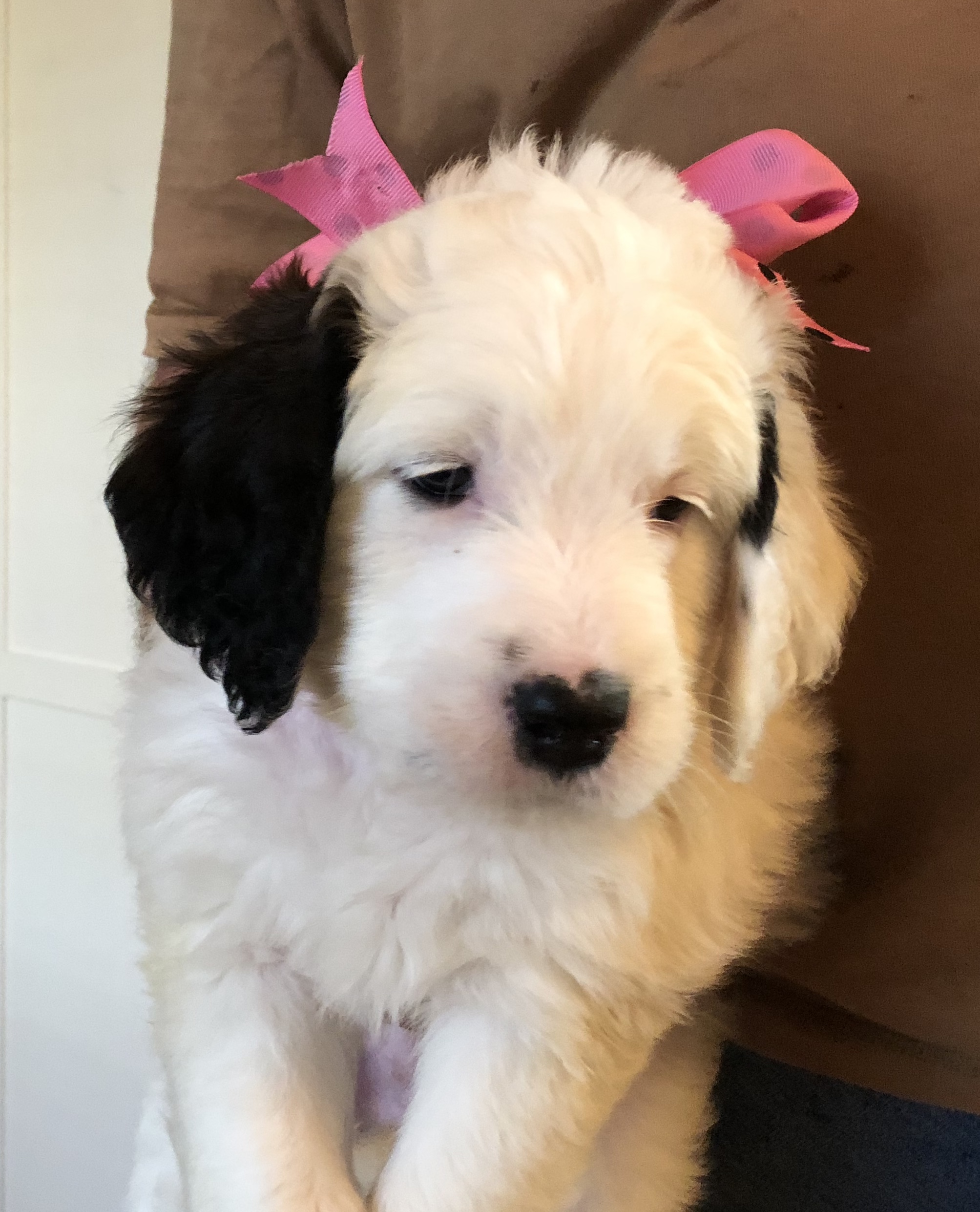 Mini Saint Berdoodle puppies - Crockett Doodles — Crockett Doodles