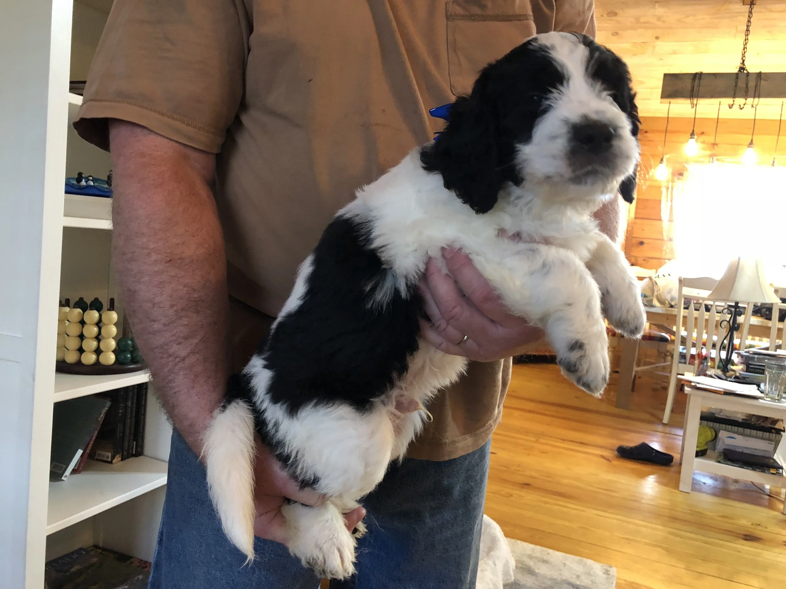 Mini Saint Berdoodle puppies - Crockett Doodles