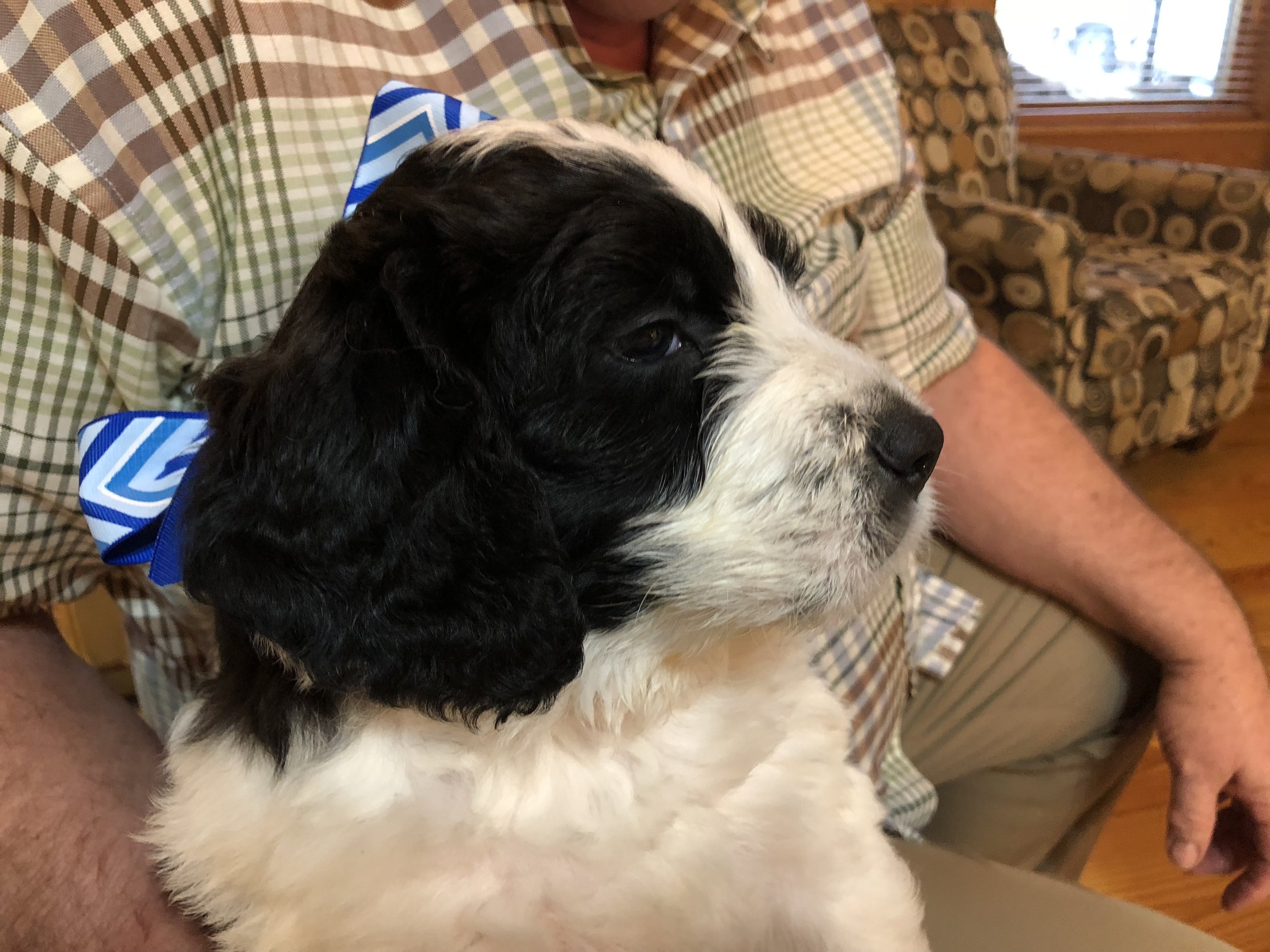 Mini Saint Berdoodle puppies - Crockett Doodles