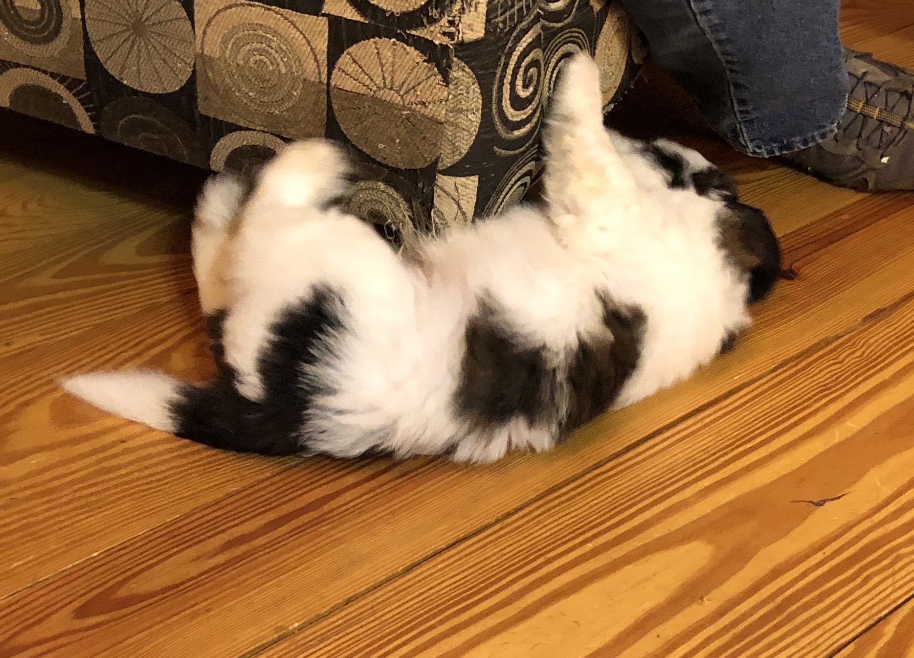 Mini Saint Berdoodle puppies - Crockett Doodles