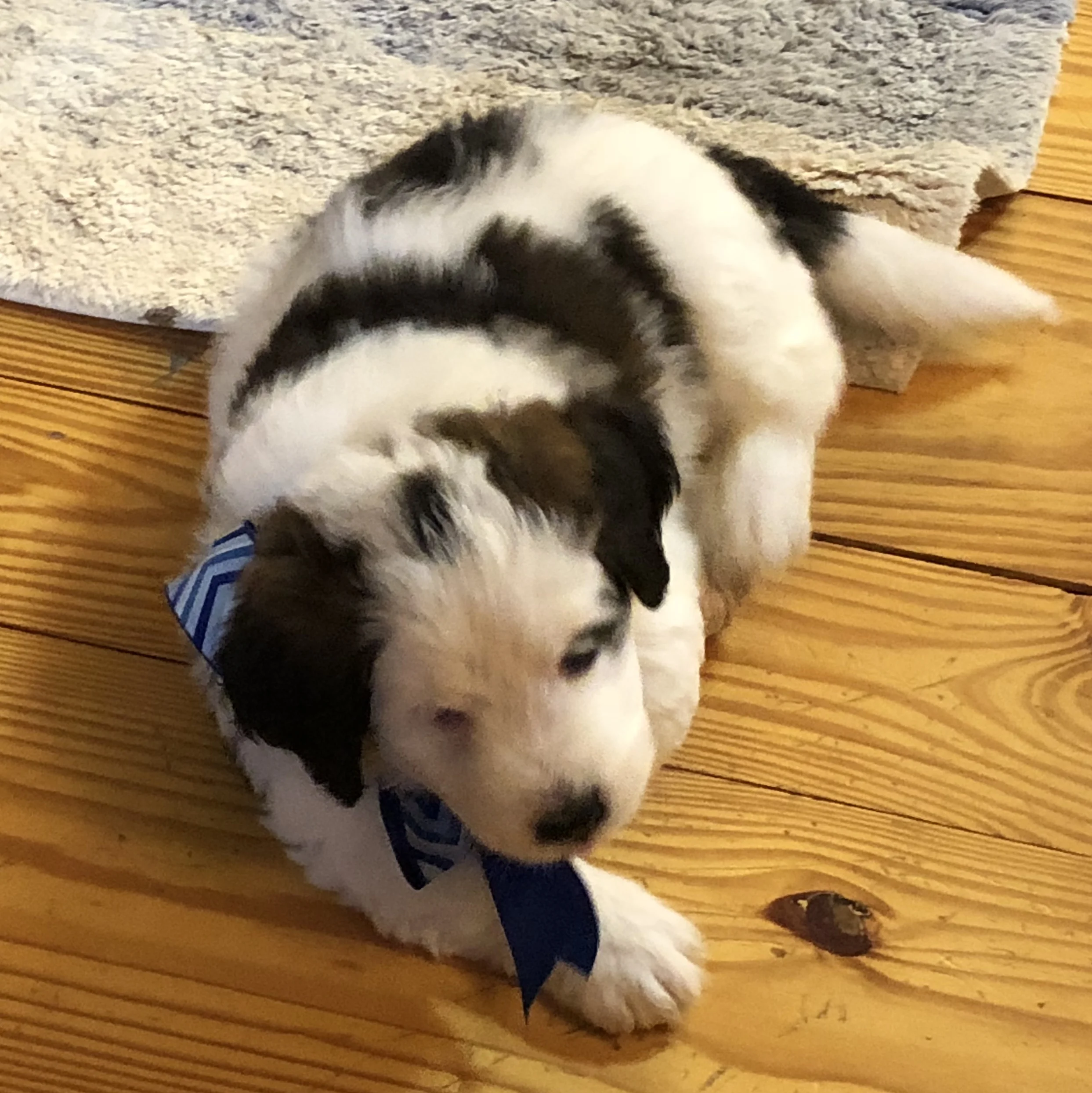 Mini Saint Berdoodle puppies - Crockett Doodles