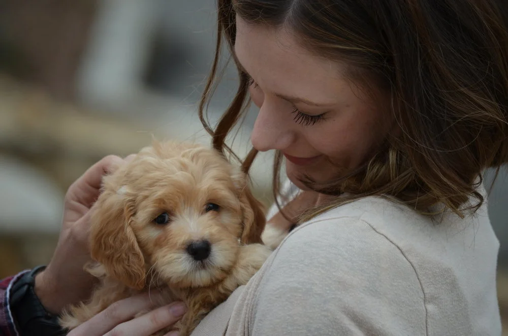 Goldendoodle vs Labradoodle (Compare Popular Doodles)