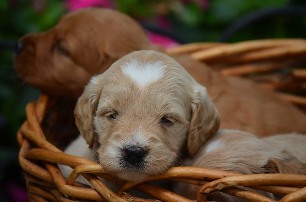 Crockett Doodles - Family Raised Doodle Puppies for Sale