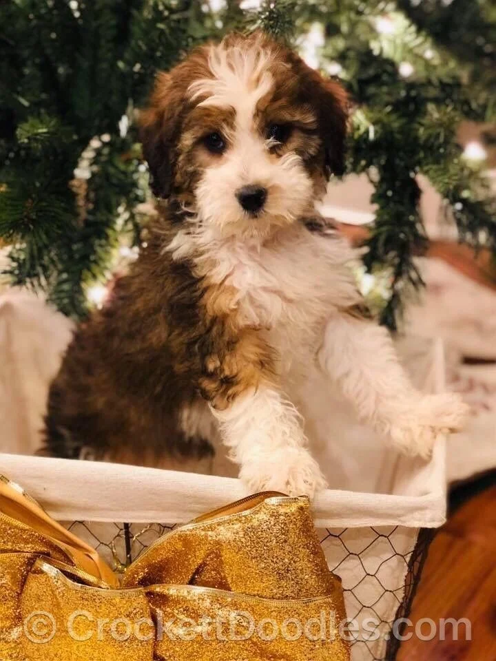 Bernedoodle vs Sheepadoodle Comparison