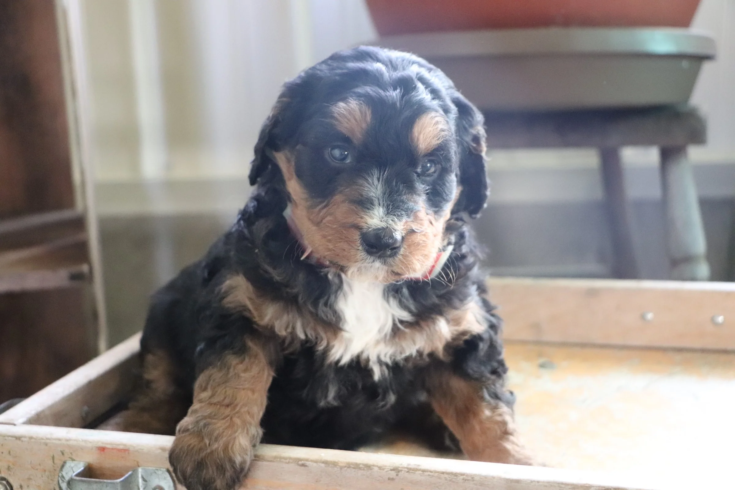Bernedoodle vs Sheepadoodle Comparison