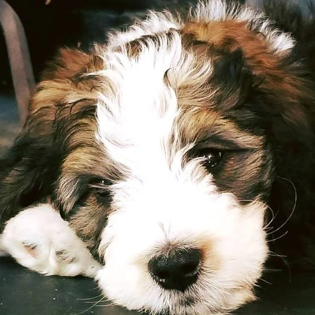 Bernedoodle vs Sheepadoodle Comparison