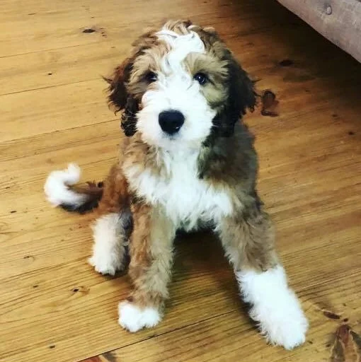 Bernedoodle vs Sheepadoodle Comparison