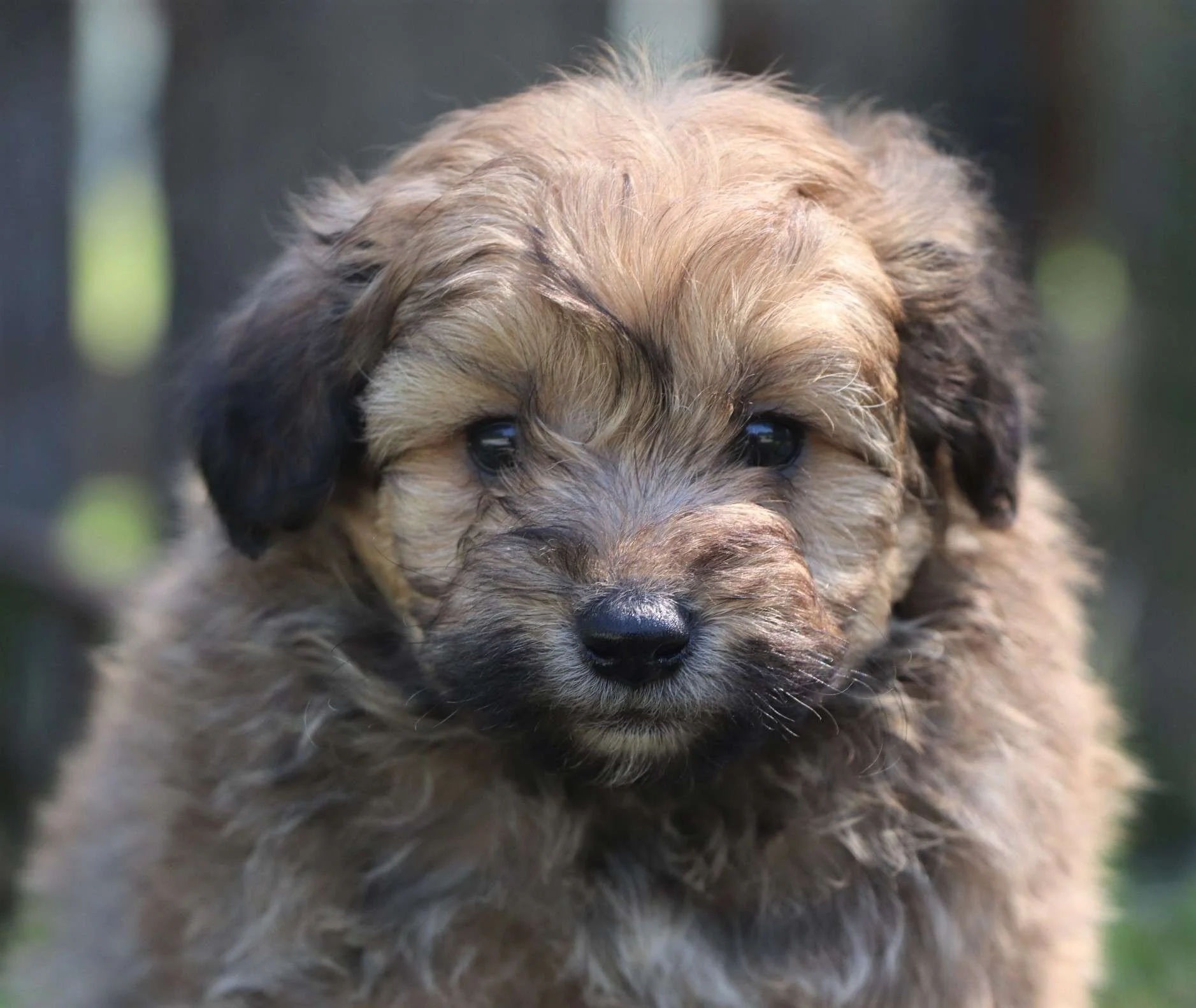 Pomapoo Pups for Sale