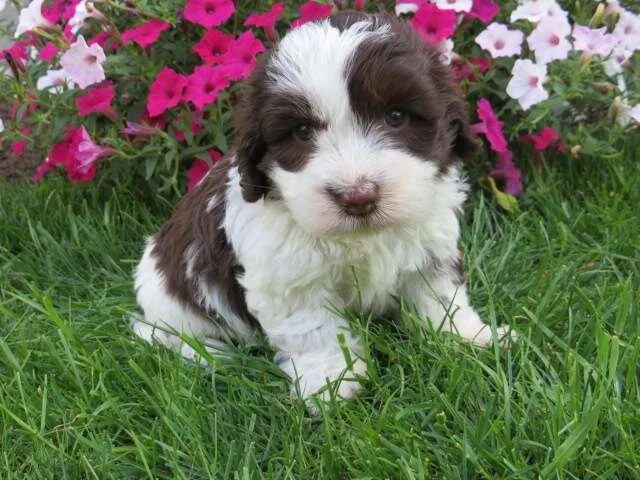 Goldendoodle vs Labradoodle (Compare Popular Doodles)