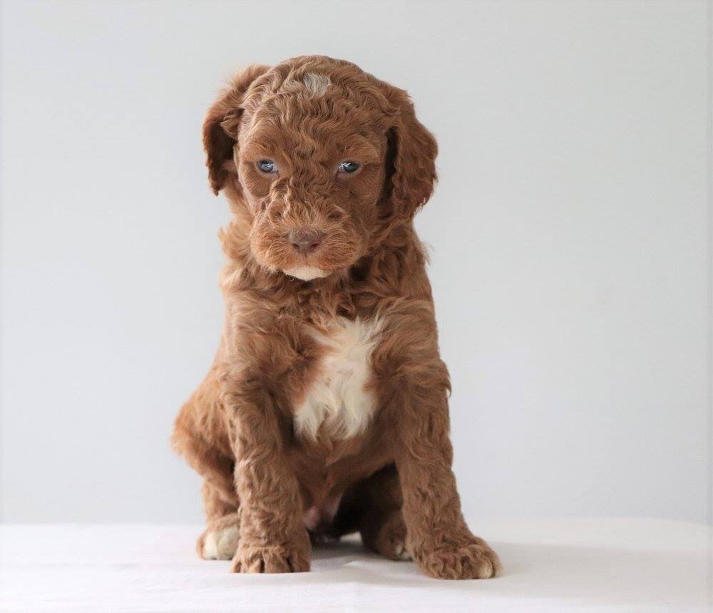 Goldendoodle vs Labradoodle (Compare Popular Doodles)
