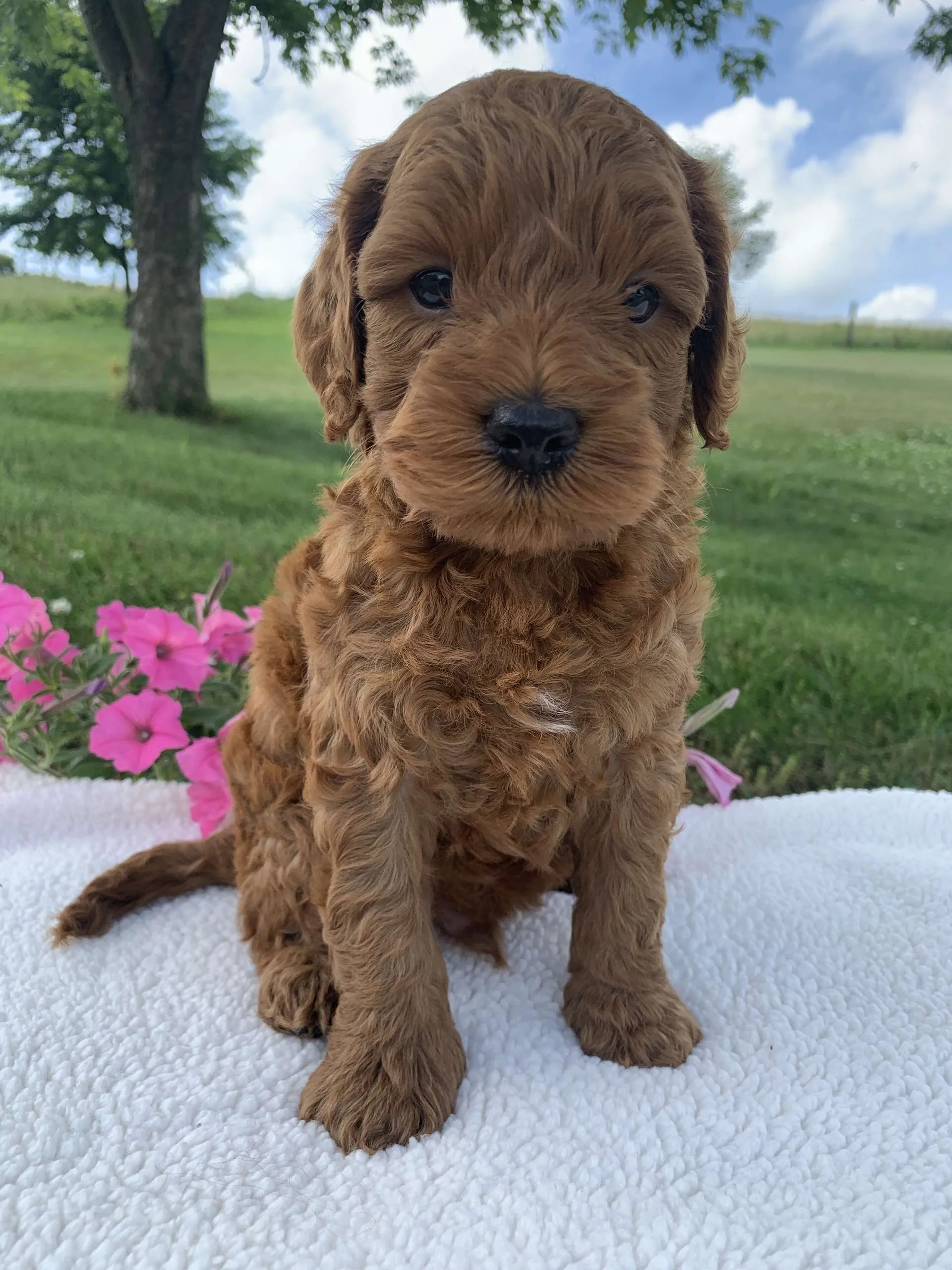 Goldendoodle vs Labradoodle (Compare Popular Doodles)