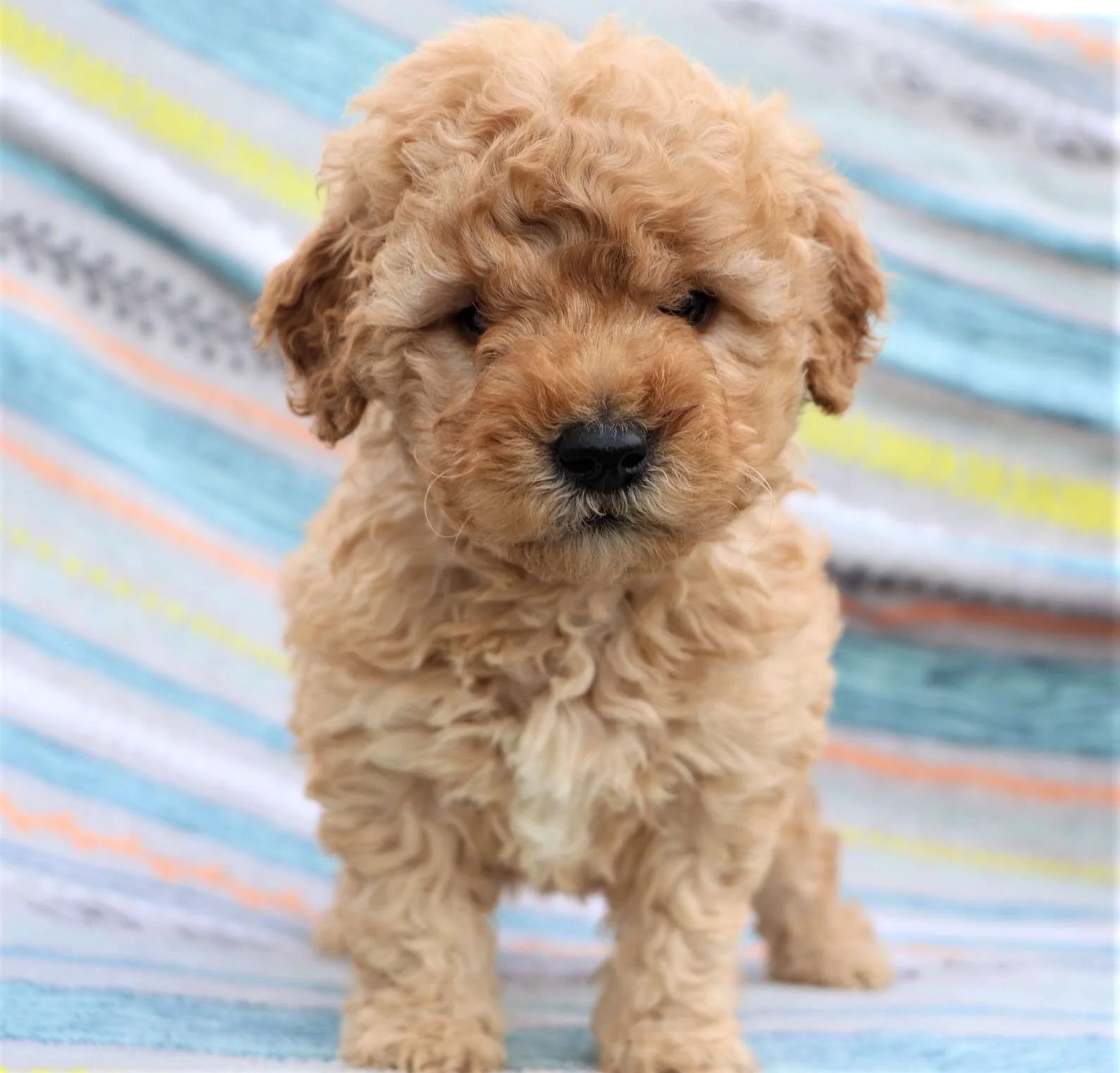 Goldendoodle vs Labradoodle (Compare Popular Doodles)